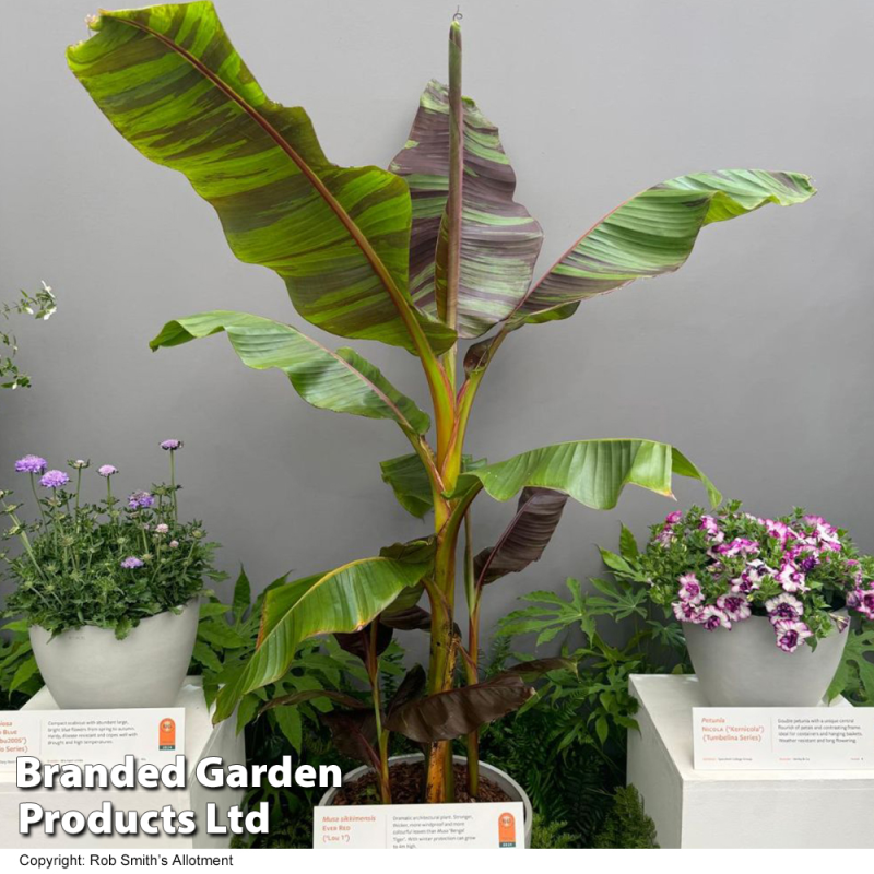 Bananmedis (bananas) - Musa sikkimensis EVER RED Konteineris 10.5Ø ...