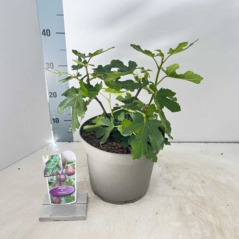 Figmedis - Ficus carica PERRETTA Konteineris 23Ø C5 Pasirinkimas ...