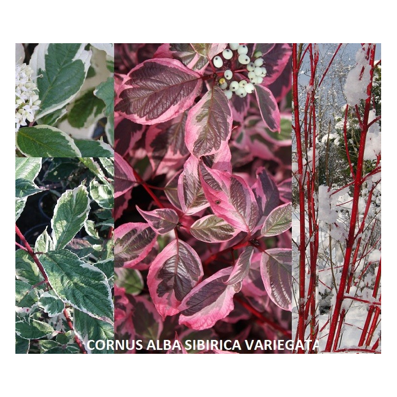 Baltoji sedula - Cornus alba SIBIRICA VARIEGATA Konteineris P9 C0.5 ...