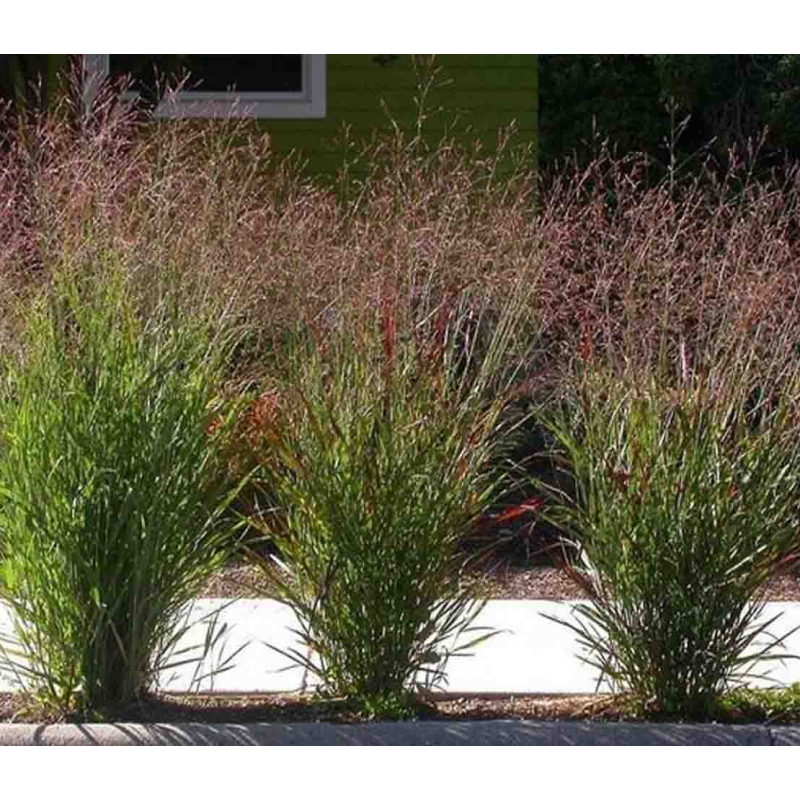 Kininis miskantas - Miscanthus sinensis NIPPON Konteineris 17Ø C2