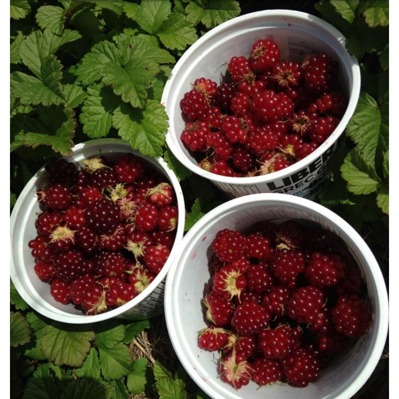 E-medelynas internete: vaismedžiai ir vaiskrūmiai Container 9.5Ø