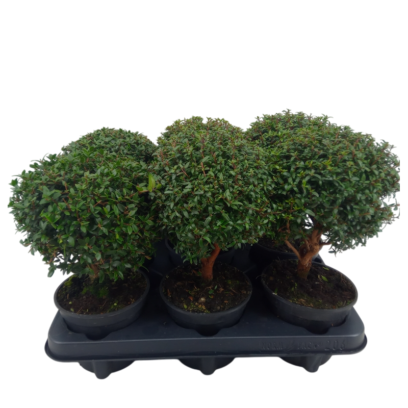 Mirta - Myrtus communis Konteineris 12Ø Forma 10 cm koteliu Plotis 15-20cm