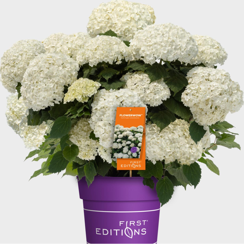 Užsisakyk augalus pavasariui jau dabar Container 19Ø C3 Height 30-50CM